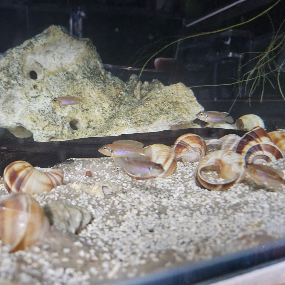 Shell Dweller Aquarium Fish | Hand Picked Aquatics