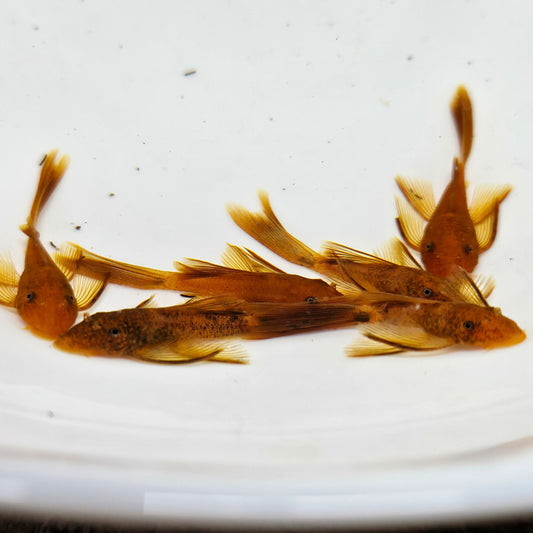 Nano Fish – Page 3 – Hand Picked Aquatics