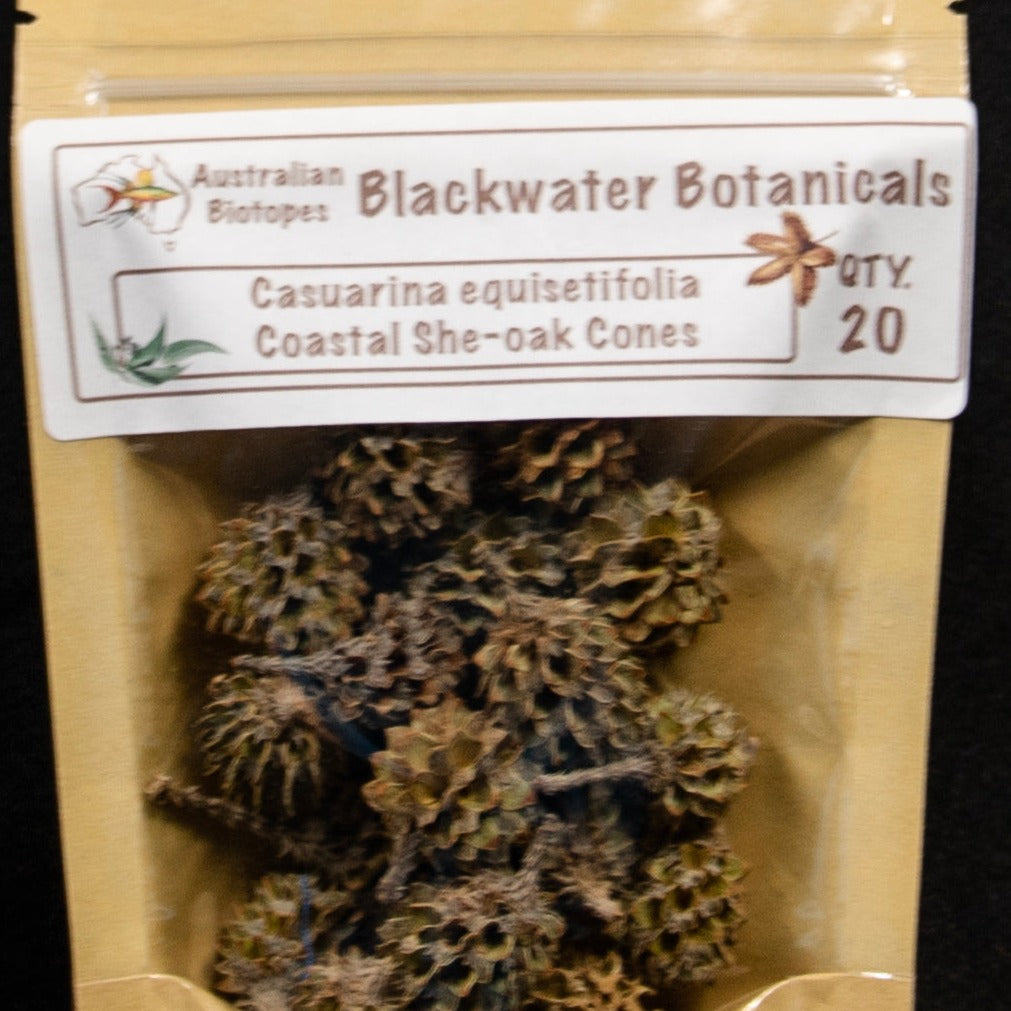 Coastal She-oak Cones x 20 | Blackwater Botanicals – Hand Picked Aquatics