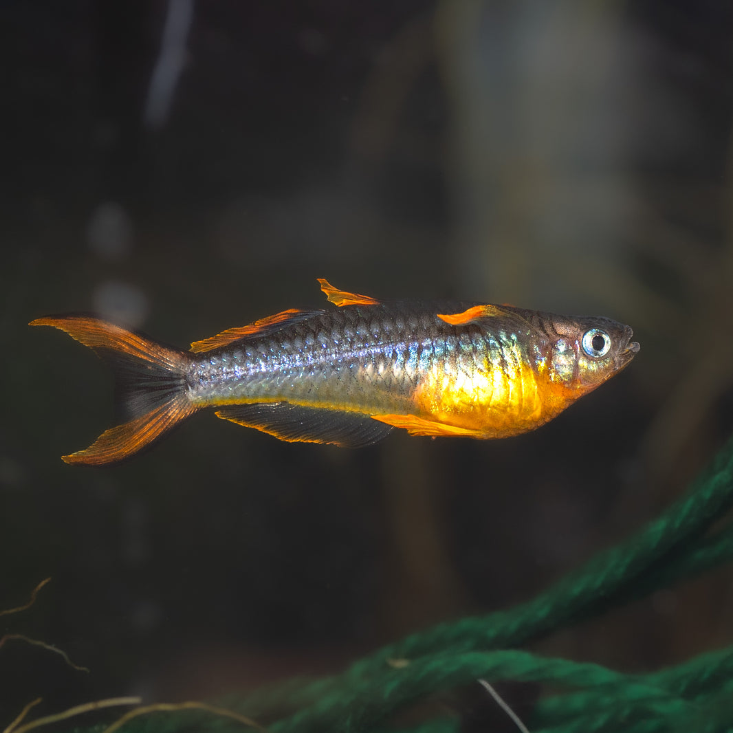 Pseudomugil Rainbowfish for Sale | Hand Picked Aquatics