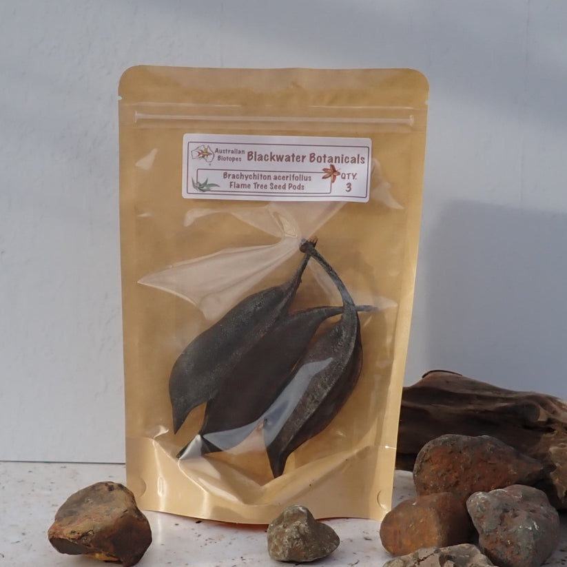 Flame Tree Seed Pods x 3 | Blackwater Botanicals | Hand Picked Aquatics