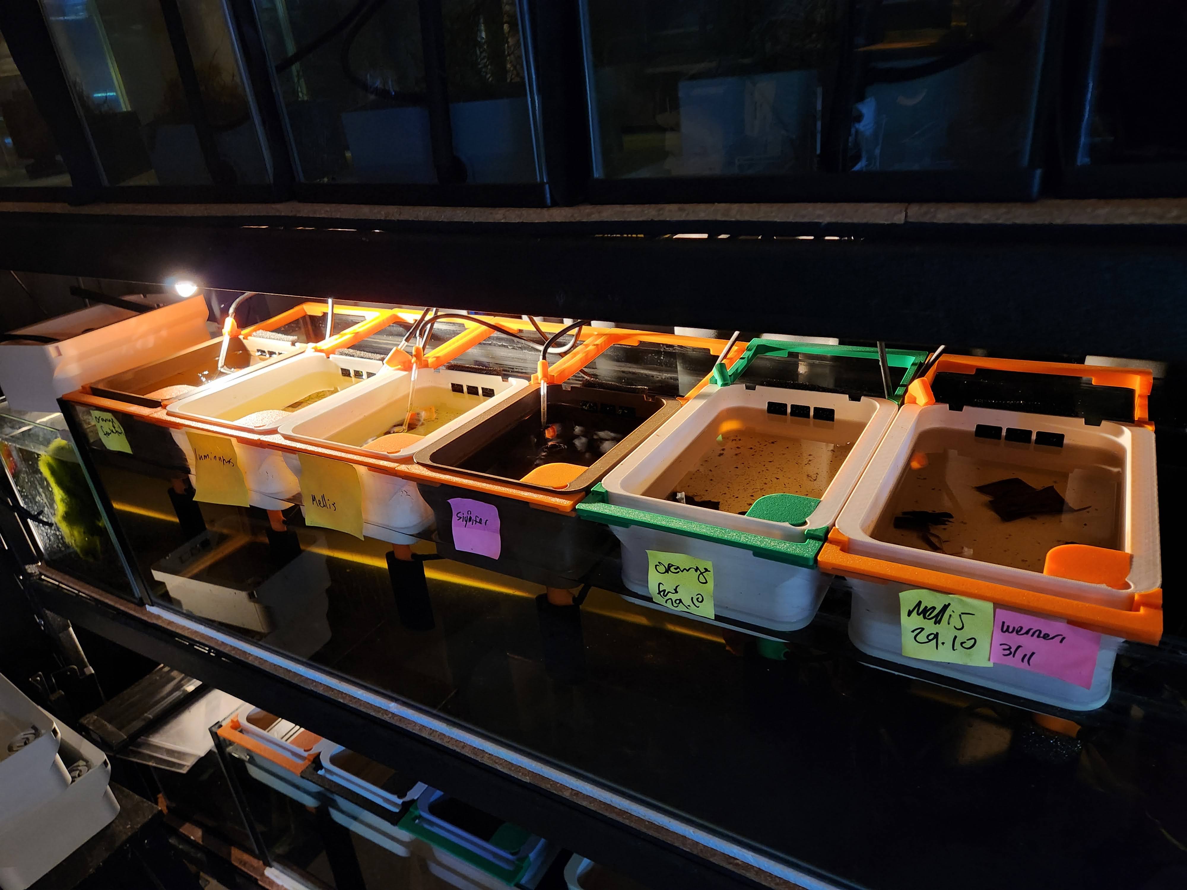 Fish Breeding – Hand Picked Aquatics