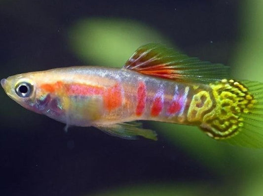 Nano Fish – Page 3 – Hand Picked Aquatics