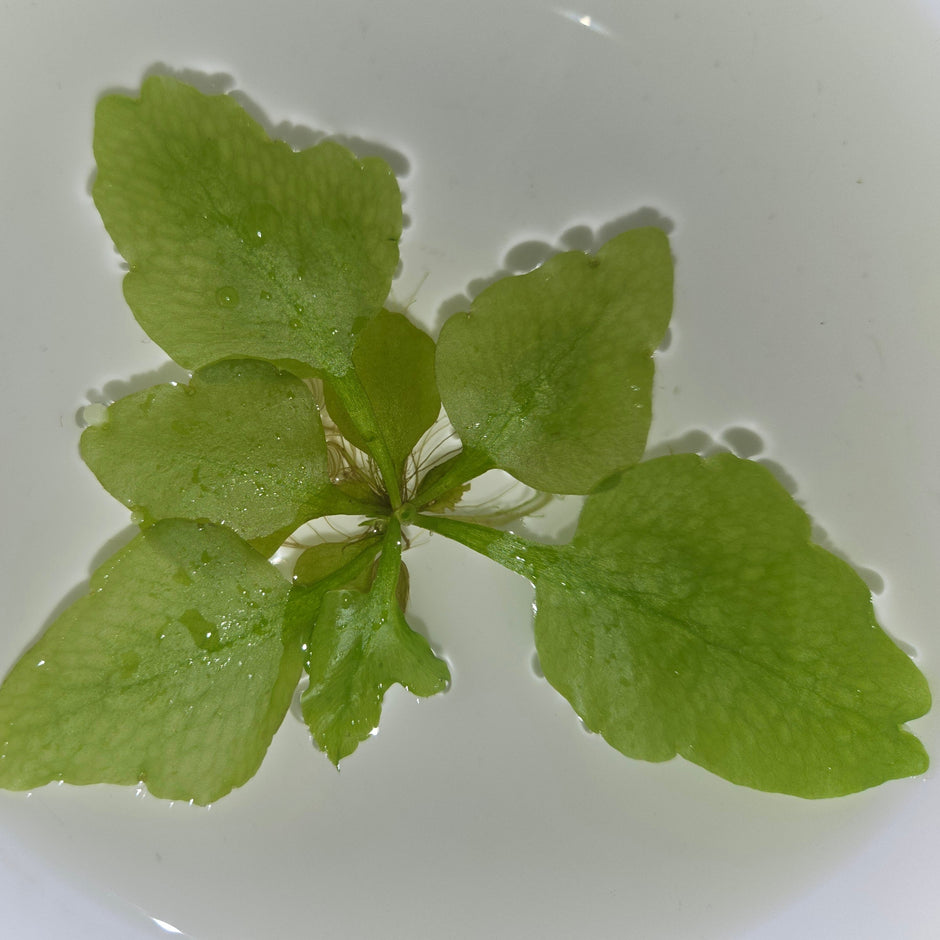 Aquatic Ferns For Aquariums: Java Fern & Antler Fern