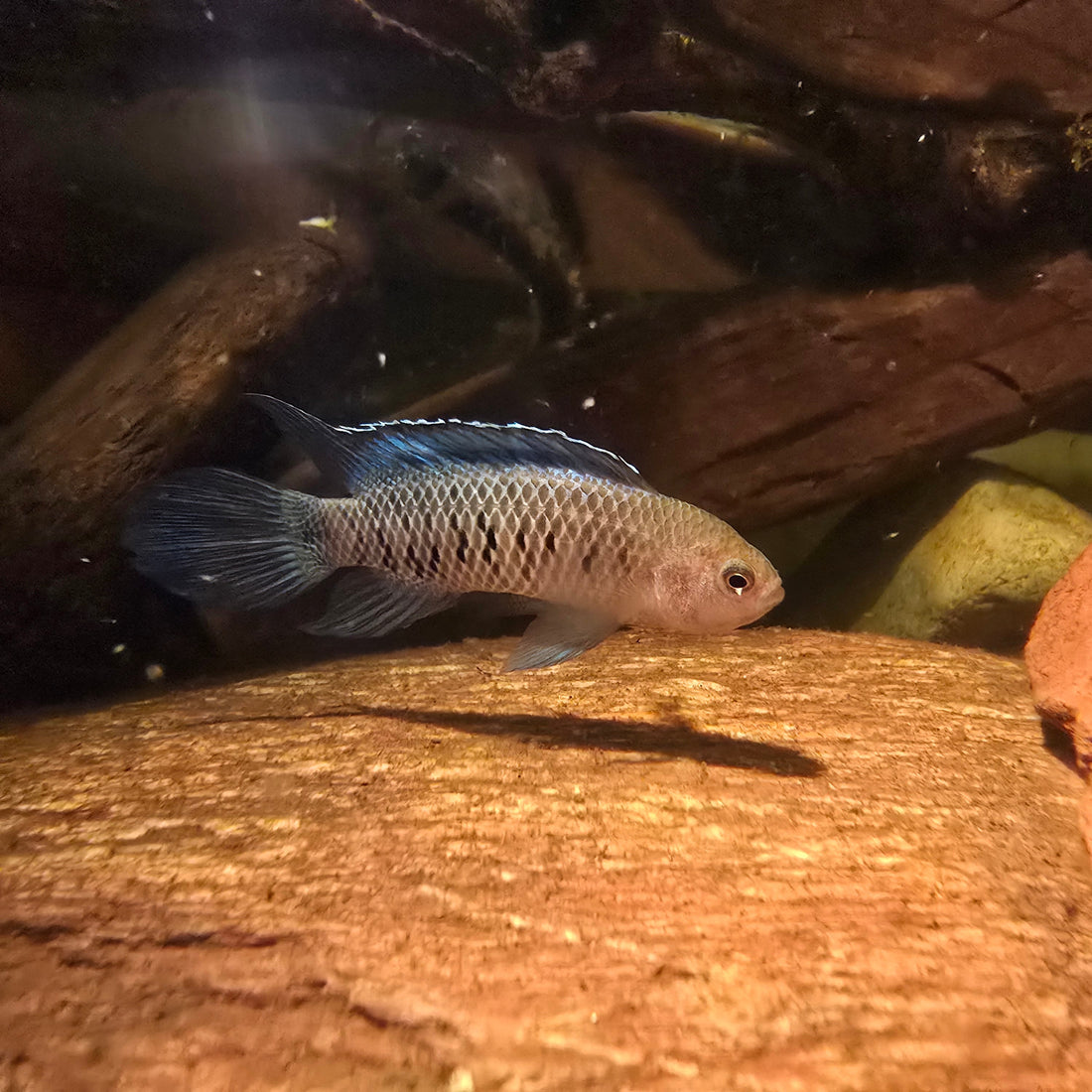 Blue Badis for Sale | Badis Badis | Hand Picked Aquatics