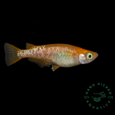 Medaka Aquarium Fish | Seasonal, Hardy & Naturally Bred