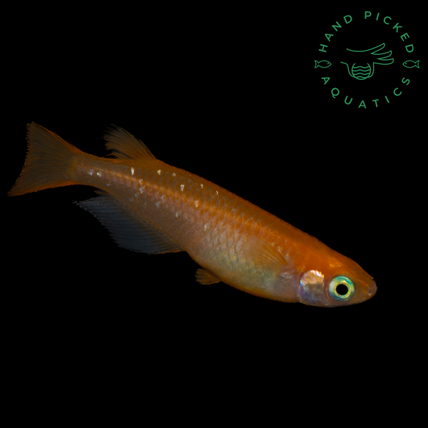Medaka, Red Stardust - Japanese Rice Fish - Oryzias Latipes | Hand ...