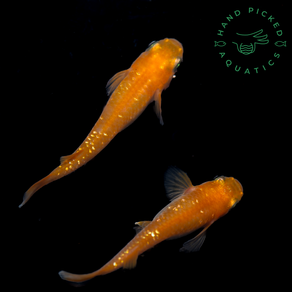 Medaka, Red Stardust - Japanese Rice Fish - Oryzias Latipes | Hand ...