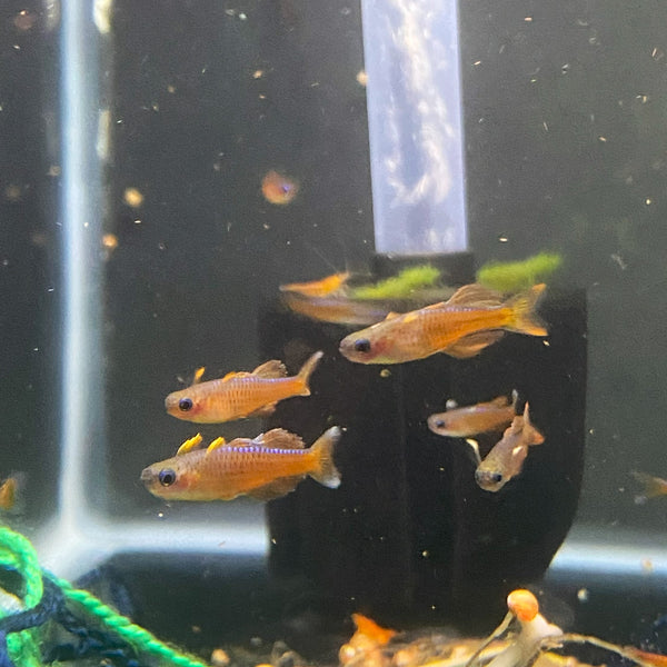 Pseudomugil Luminatus for Sale | Red Neon Blue Eye | Hand Picked Aquatics