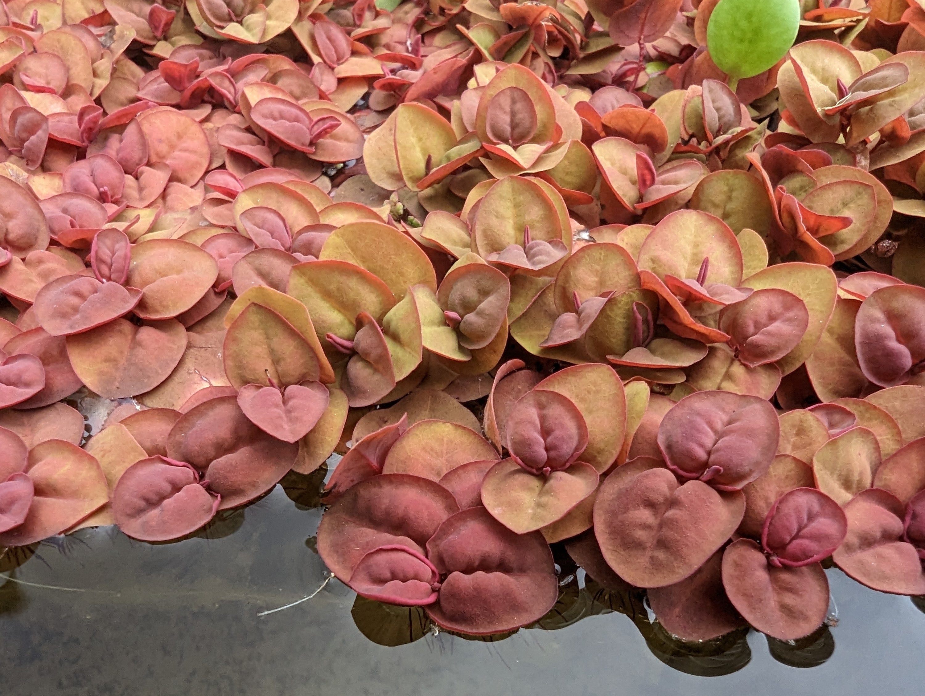 Australian Owned Shrimp, Fish & Snails Shipped! – HPA