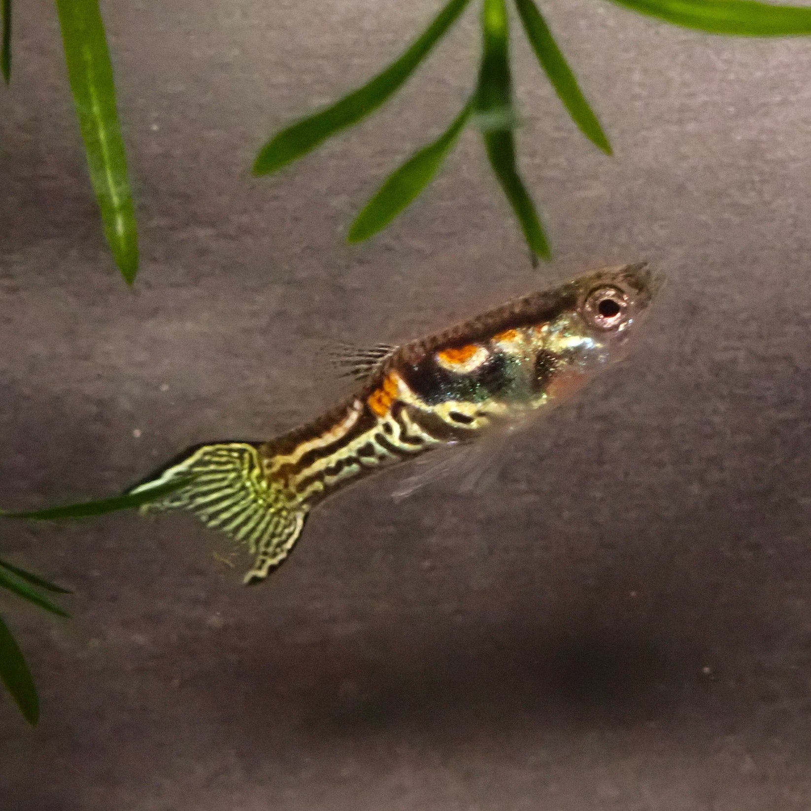 Endler's livebearer - Poecilia Wingei - Sunburst Green Cobra – Hand ...