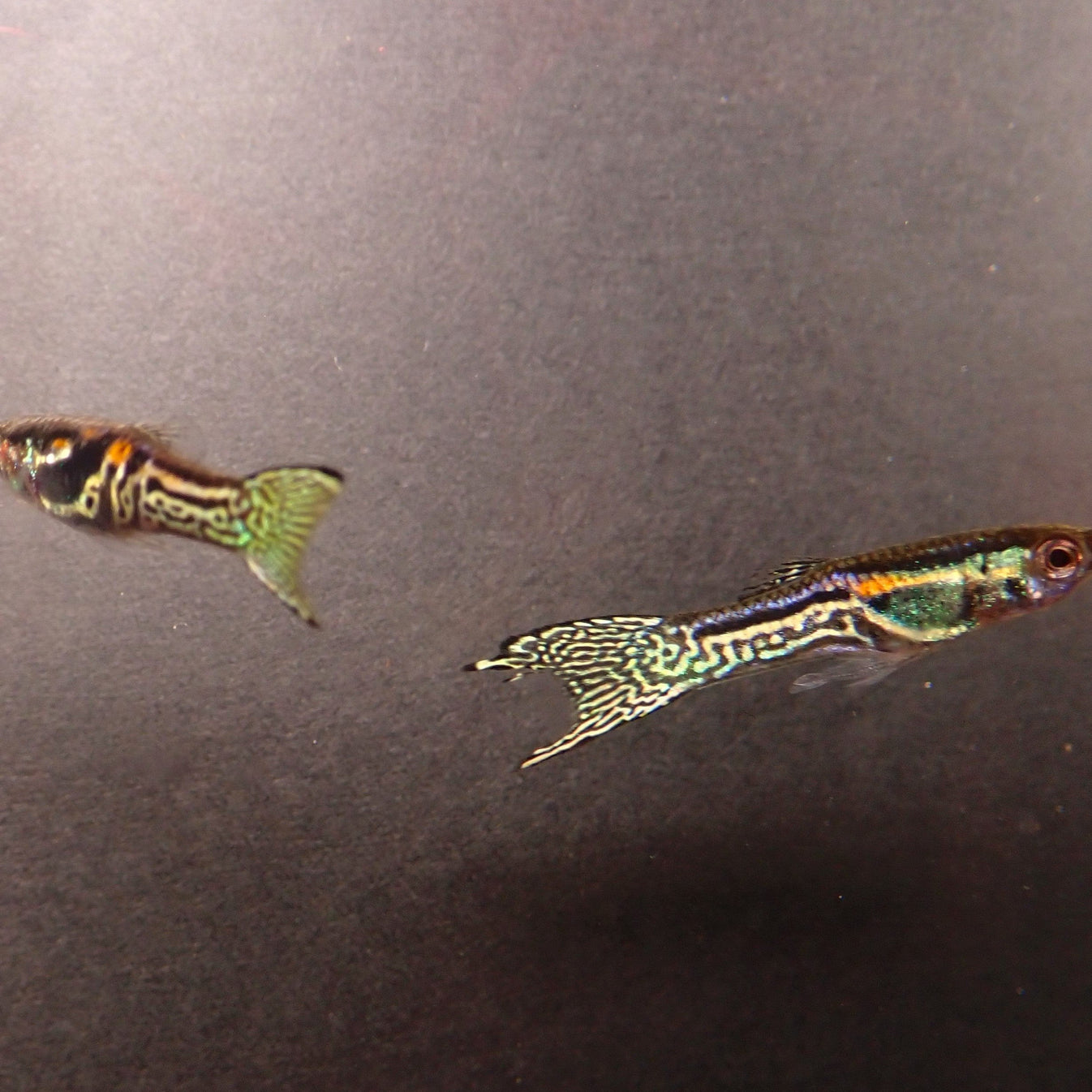 Endler's livebearer - Poecilia Wingei - Sunburst Green Cobra – Hand ...