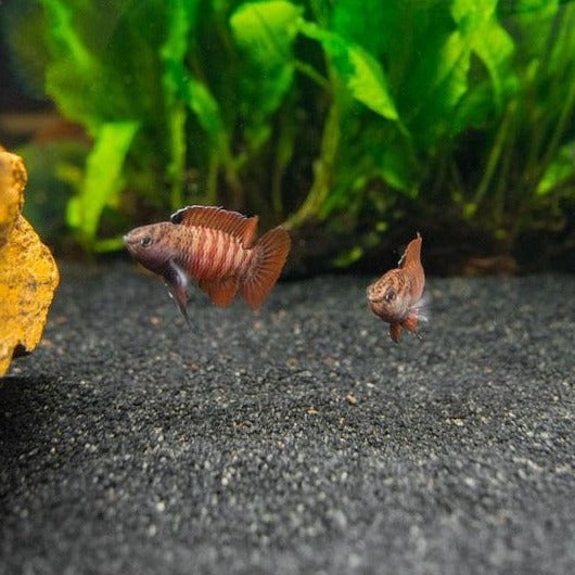 Black Tiger Dario - Dario sp. 'Myanmar' – Hand Picked Aquatics