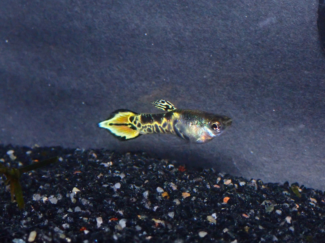 Endler & Guppy – Hand Picked Aquatics