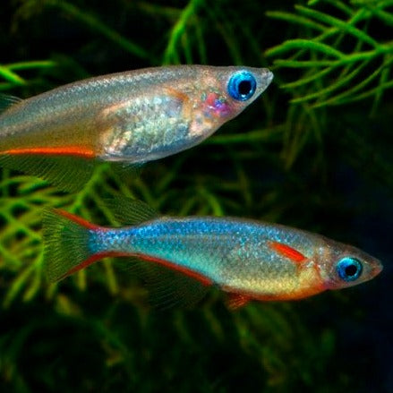 Daisy's Ricefish - Neon Blue Ricefish - Oryzias Woworae – HPA