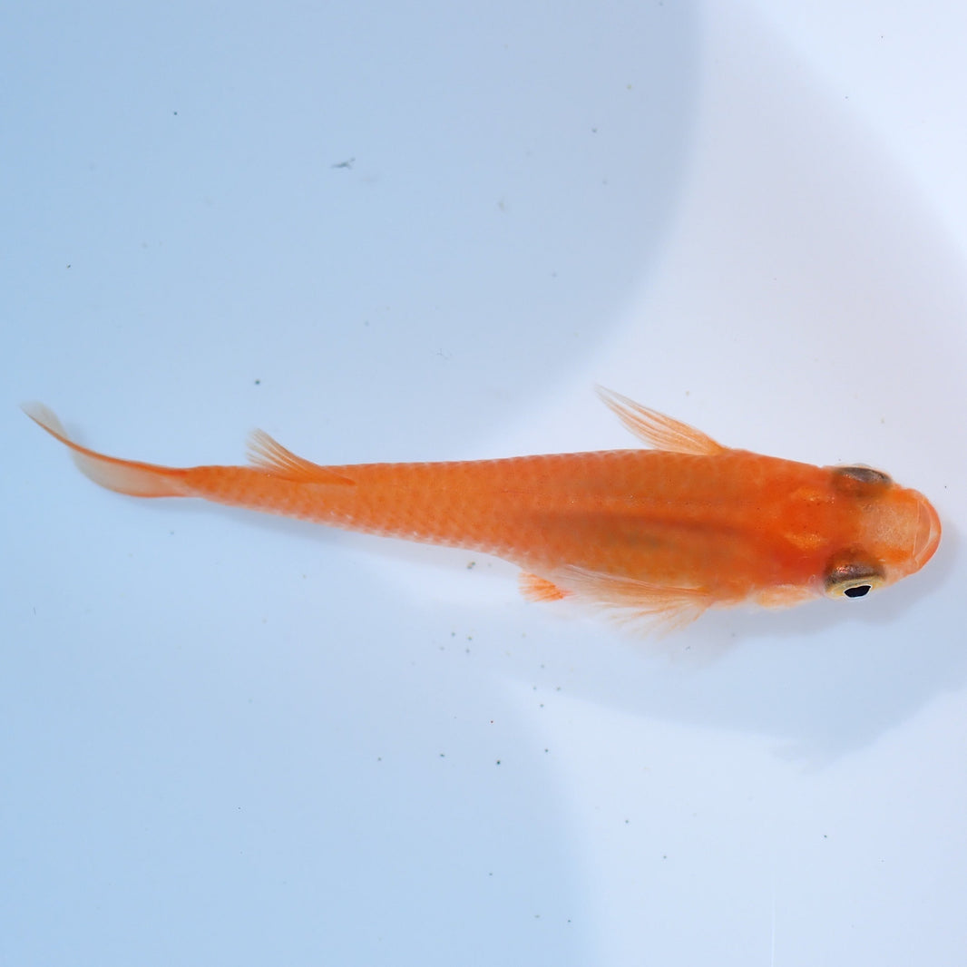 Medaka Fish – Hand Picked Aquatics