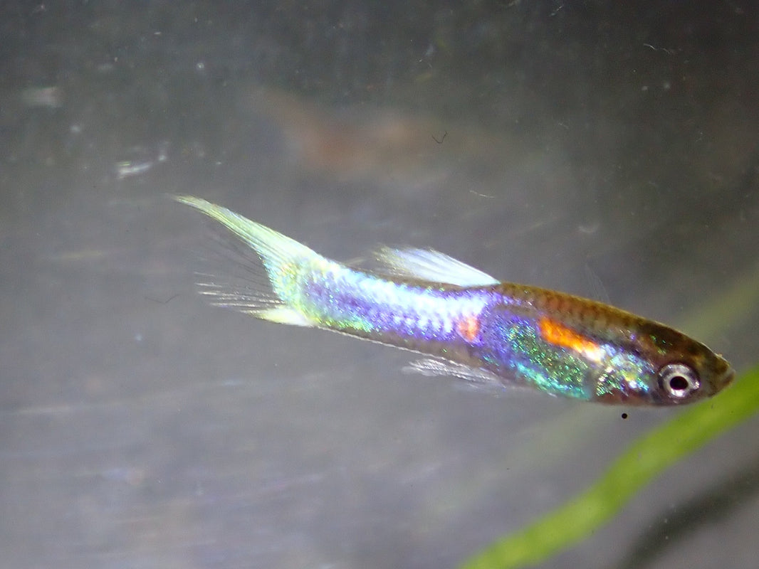 Endler & Guppy – Hand Picked Aquatics