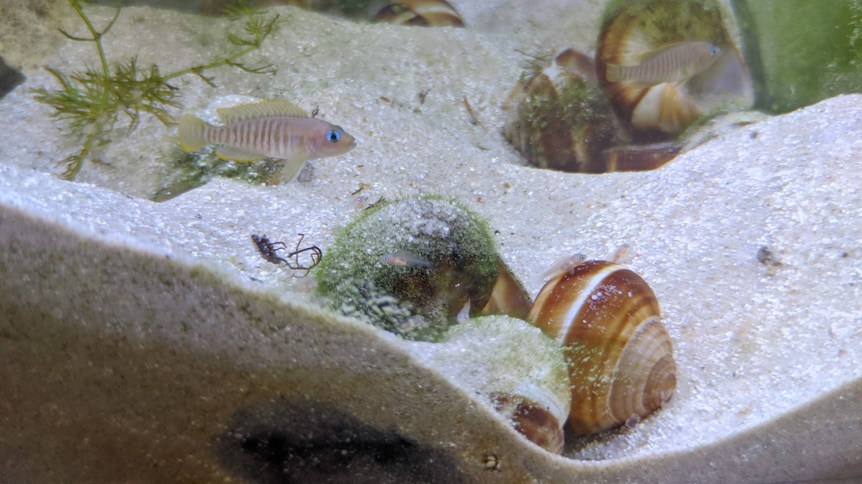 Shell Dwellers – Hand Picked Aquatics