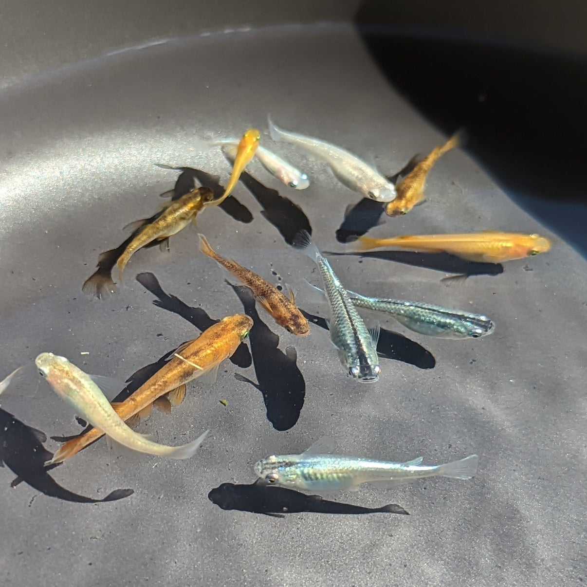 Medaka, Platinum - Japanese Rice Fish - Oryzias Latipes – HPA