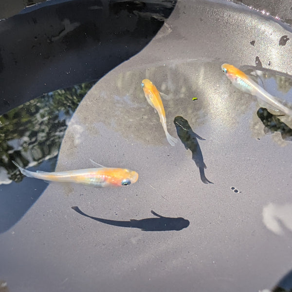 Medaka, Kouhaku (Red & White) - Oryzias Latipes – HPA