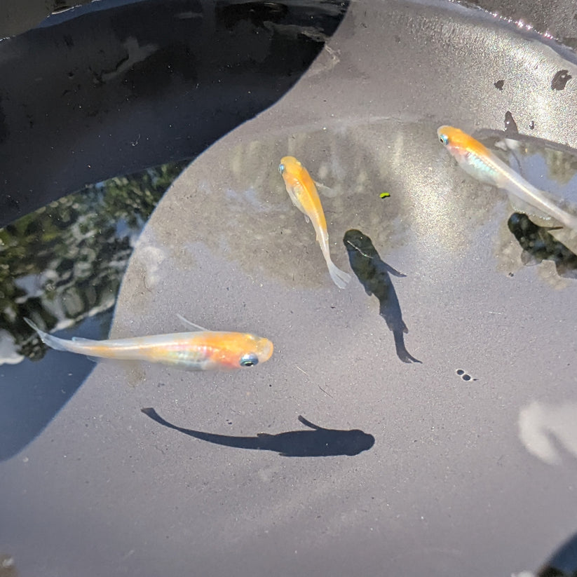 Medaka, Kouhaku (Red & White) - Oryzias Latipes – HPA