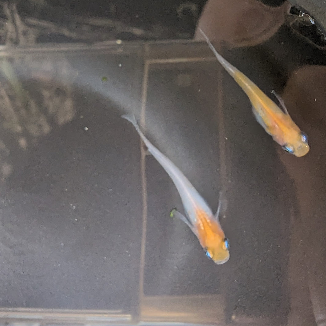 Medaka Fish – Hand Picked Aquatics