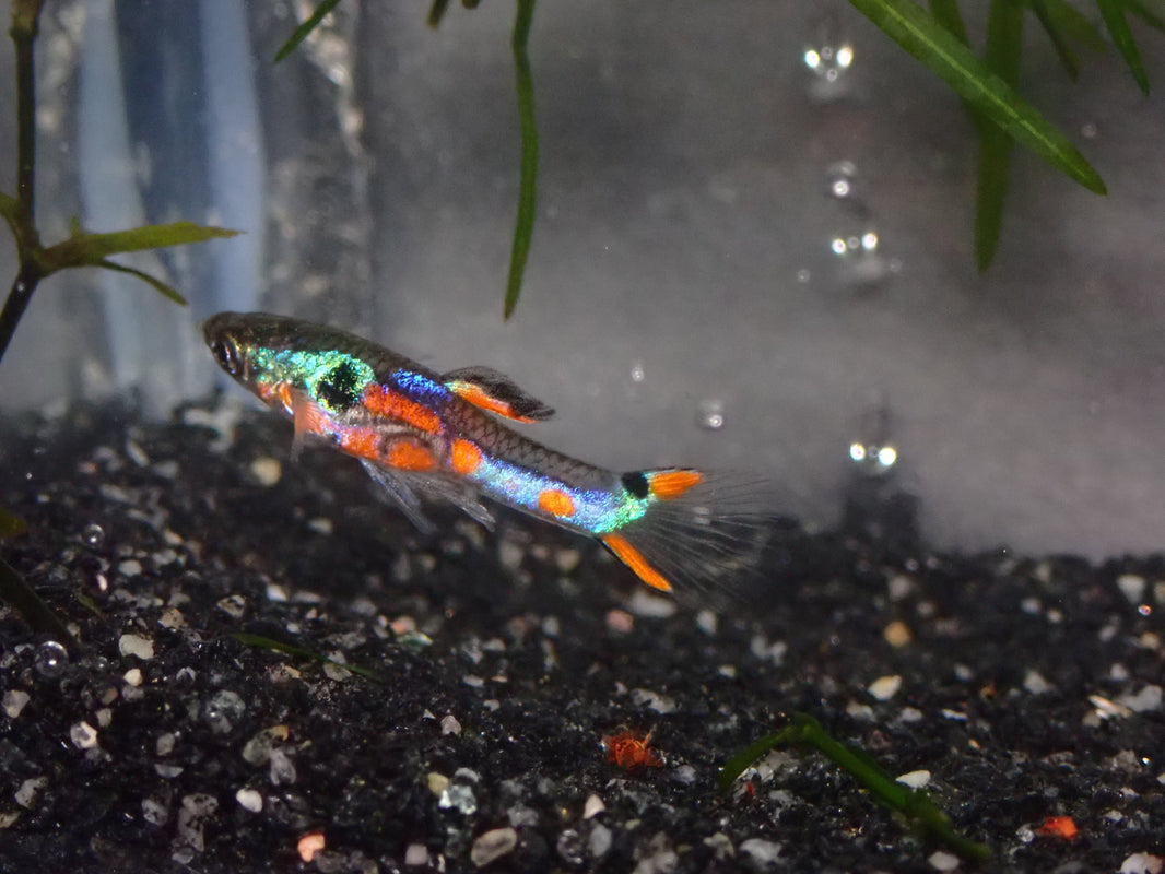 Endler Guppy Aquarium Fish | Hand Picked Aquatics