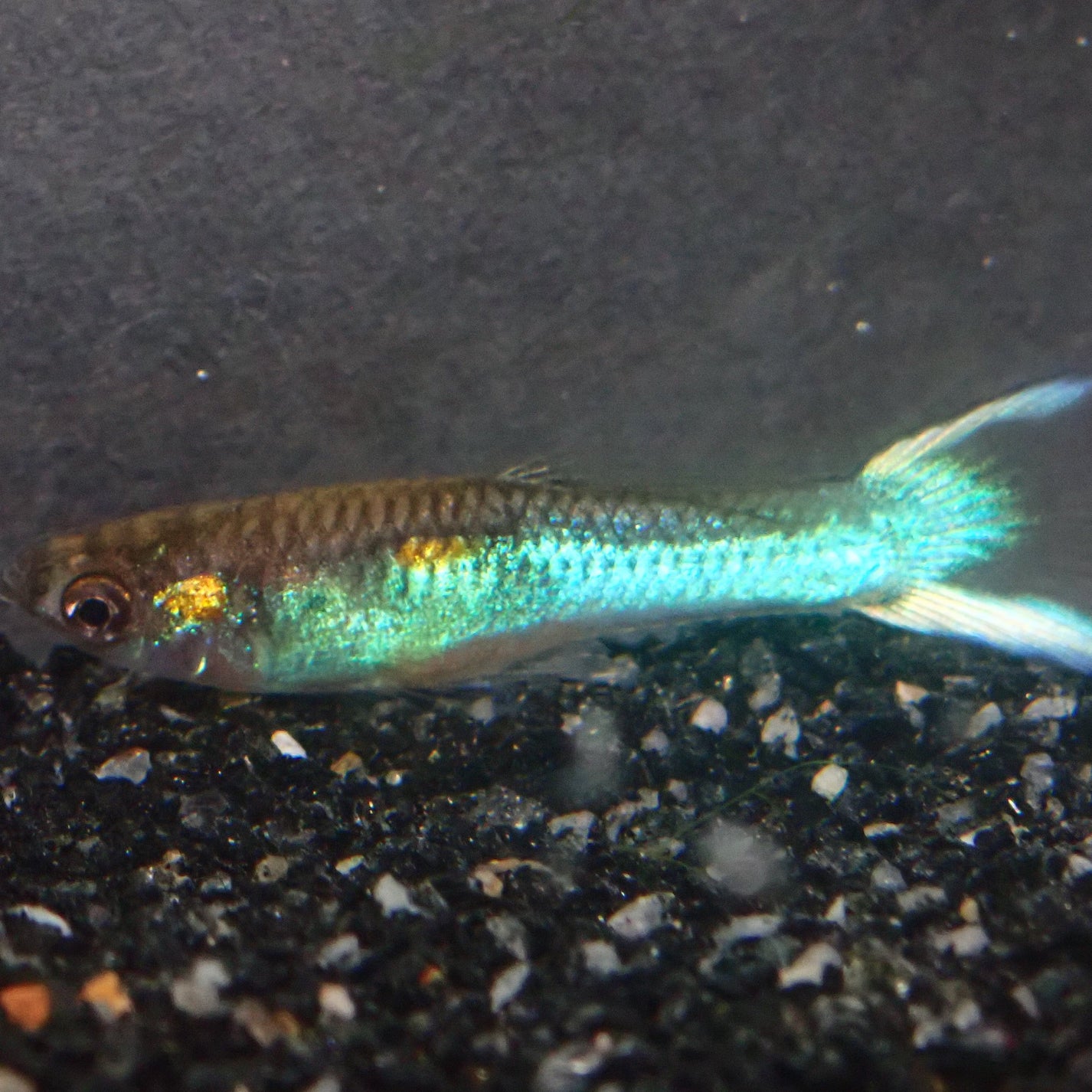 Yellow Chest Japan Blue Lyretail Endlers for Sale | Hand Picked Aquatics