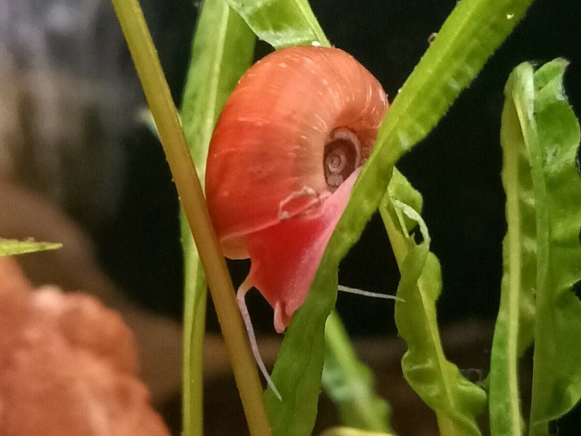 Snail - Red Ramshorn - Planorbidae – HPA